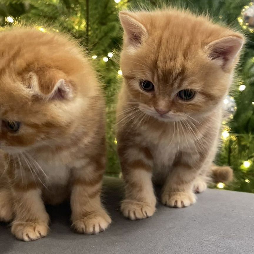 Шотландский вислоухий короткошёрстный котёнок