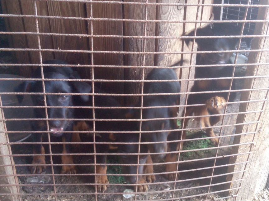 Щенки Ягдтерьер