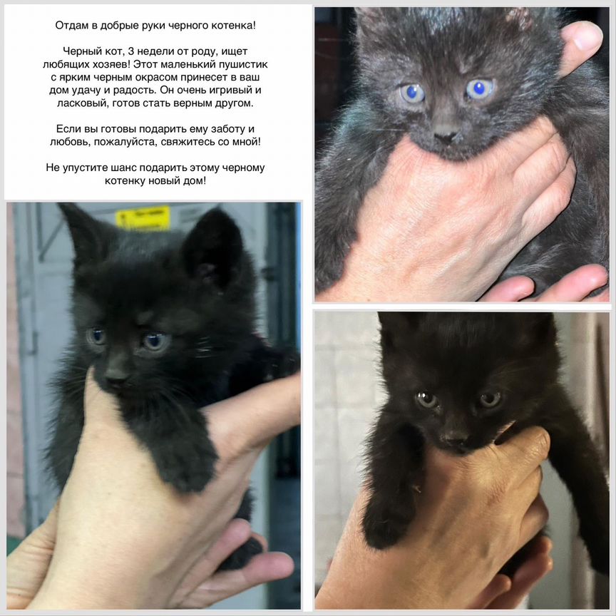 Отдам черного котейку в добрейшие руки