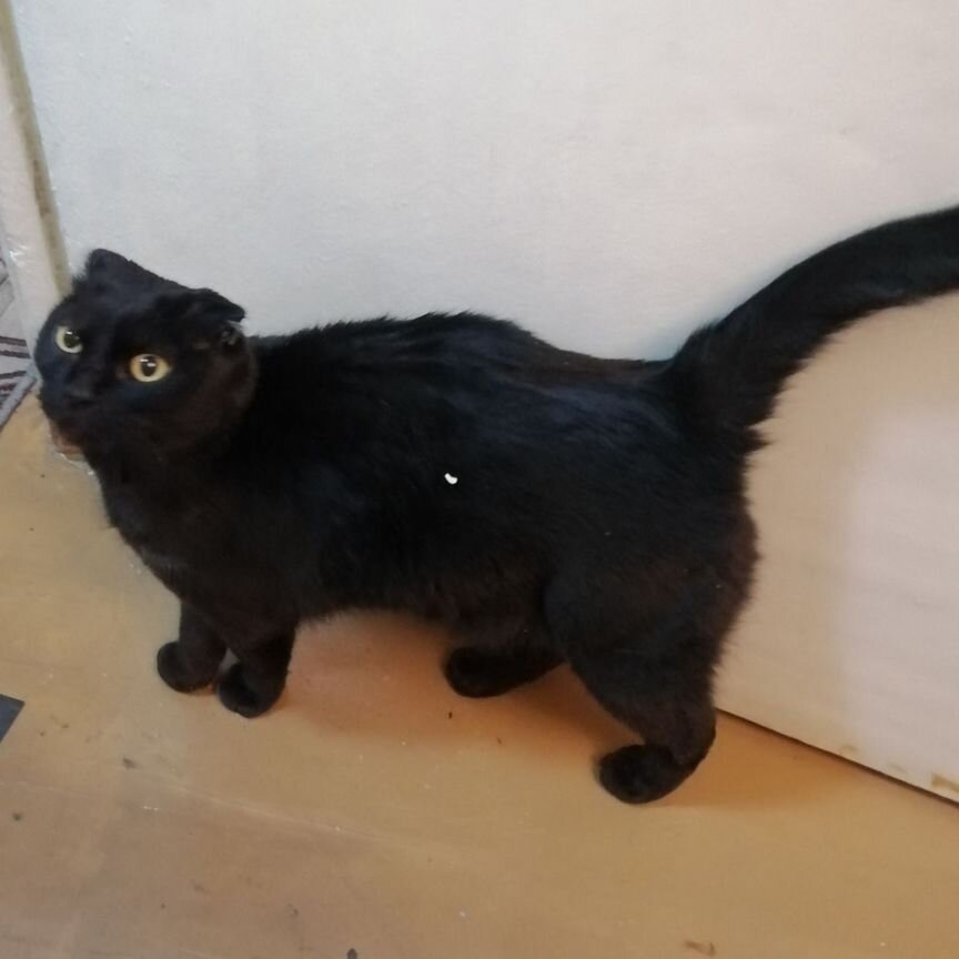 Шотландский вислоухий короткошёрстный, взрослый кот