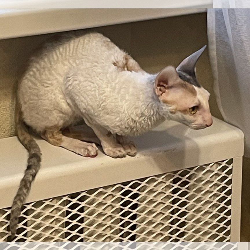 Корниш-рекс, взрослая кошка