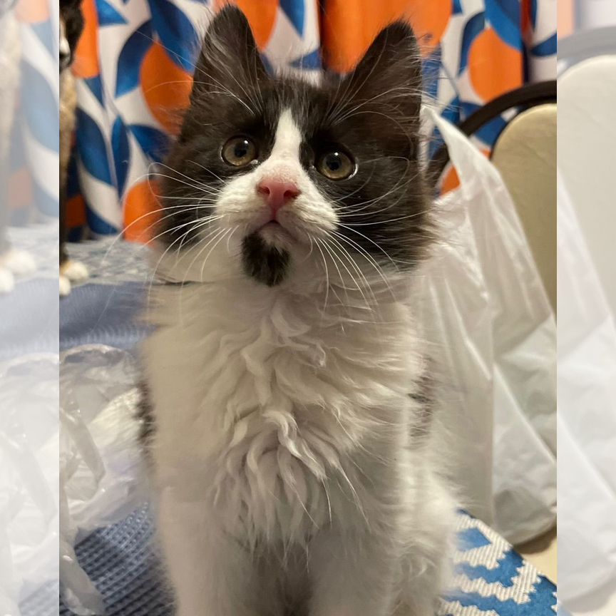 Котёнок в добрые руки