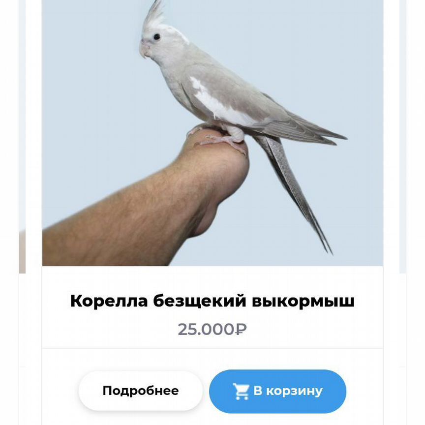 Говорящий попугай