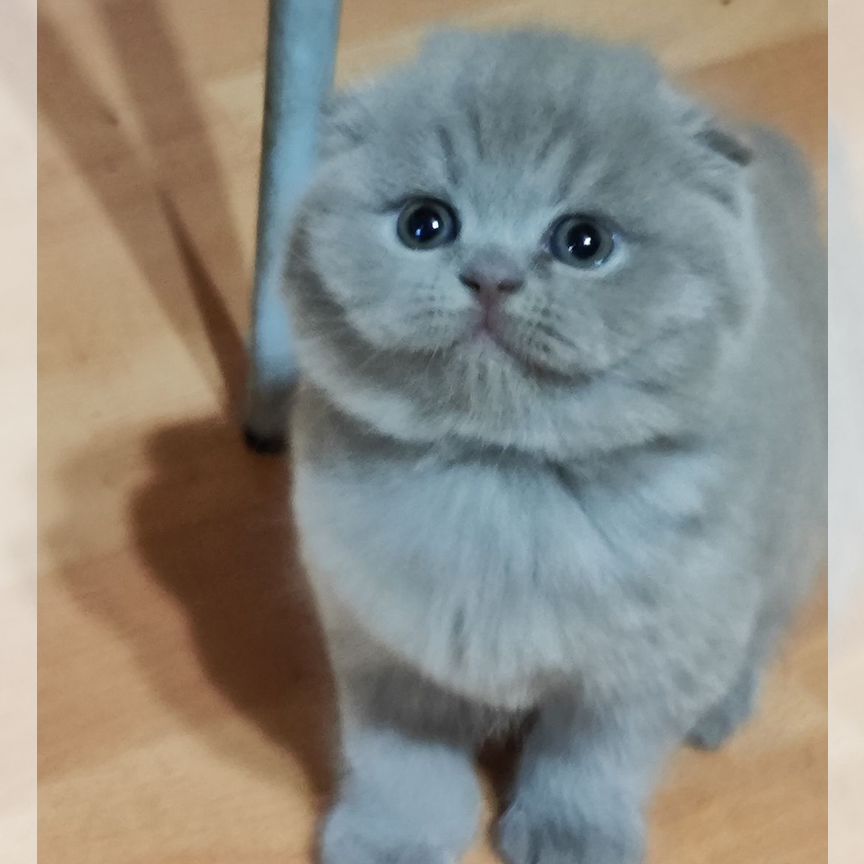 Британский короткошёрстный котёнок