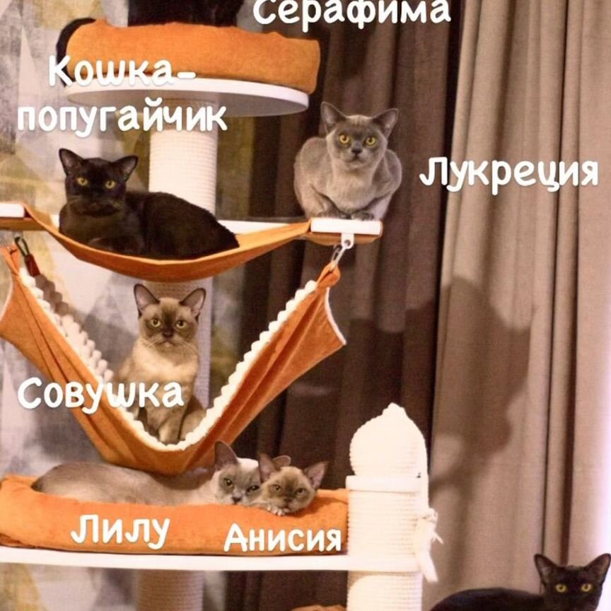 Бурманский питомник рента