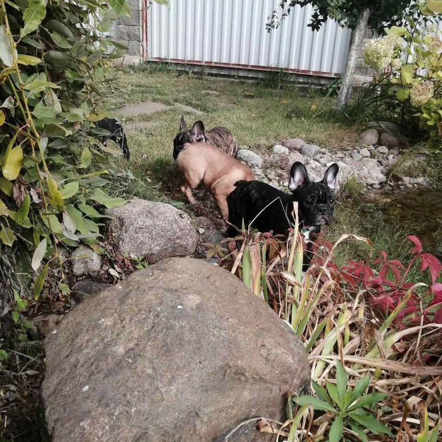 Щенки французский бульдог