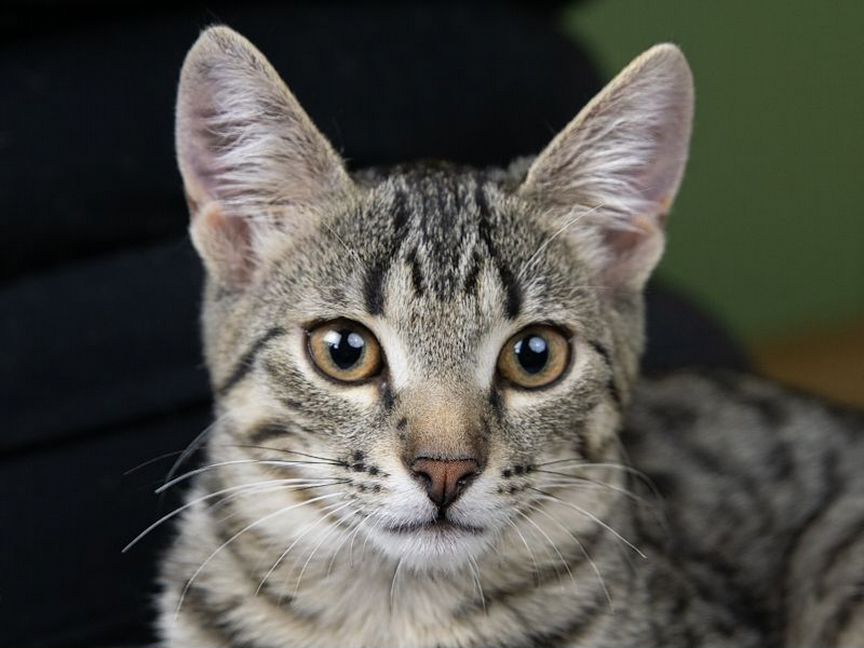 Забавные котята