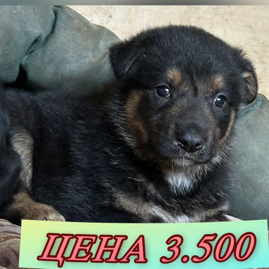 Немецкая овчарка, щенок