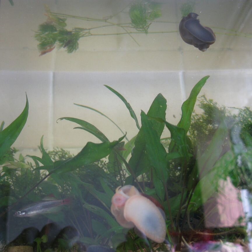 Улитки ампулярии