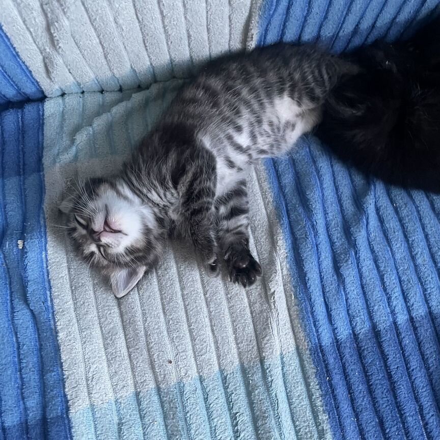 Котёнок в добрые руки