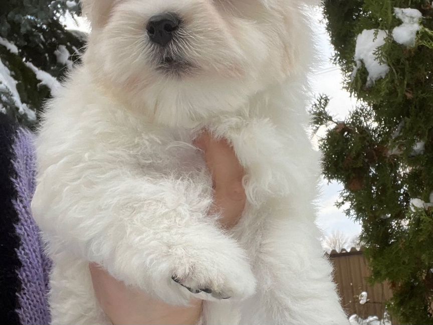 Мальчишка белый йорк эксклюзив