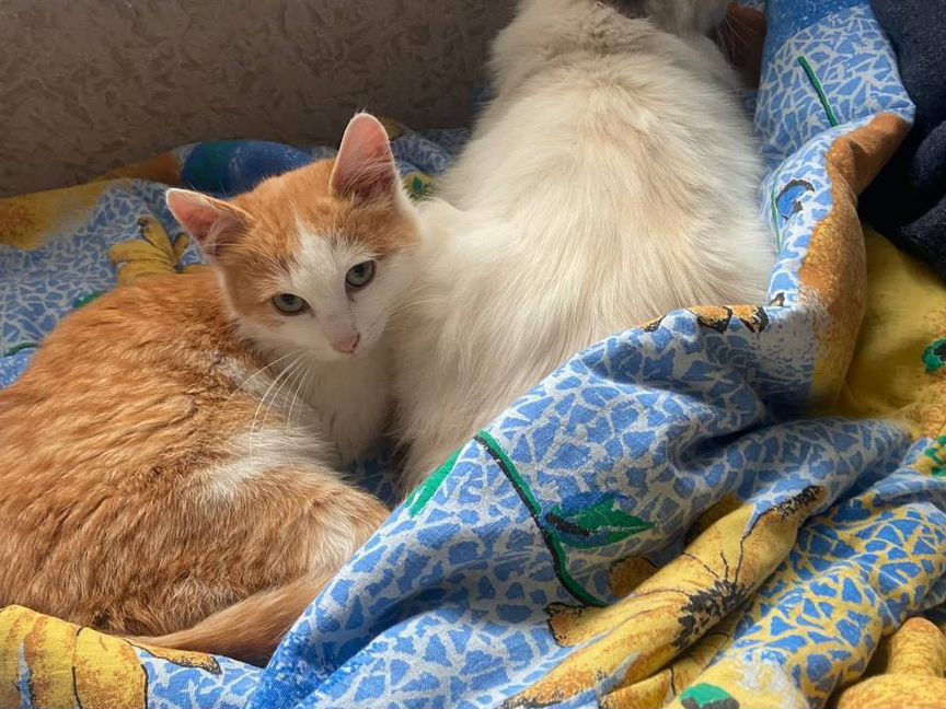 Котята, в добрые руки
