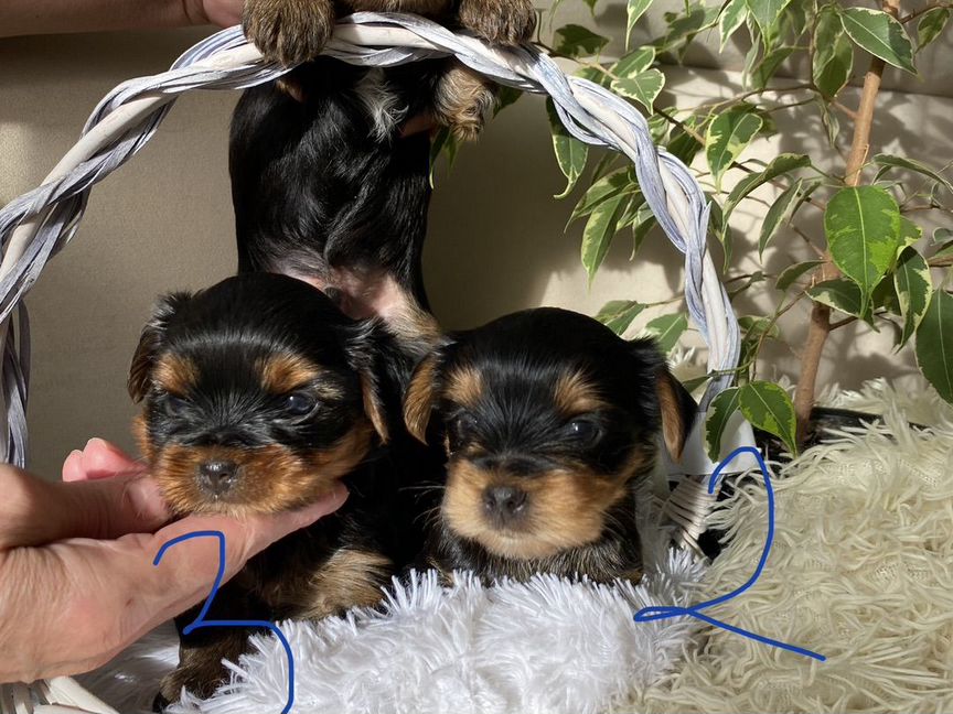 Йоркширский терьер щенки