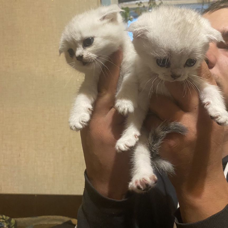 Котята