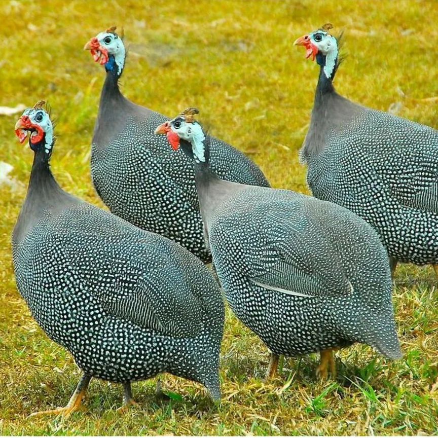 Цесарки(самцы)