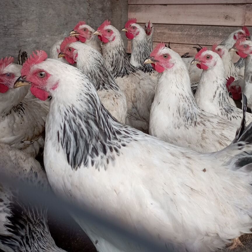 Молодые петушки