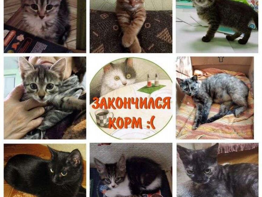 Кошка
