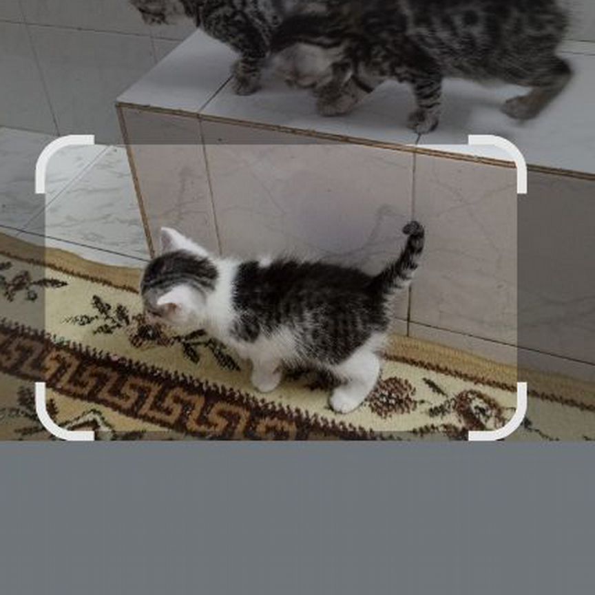 Котёнок в добрые руки