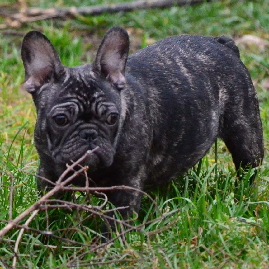 Французский бульдог, щенок