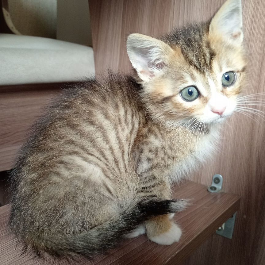 Котенок В добрые руки