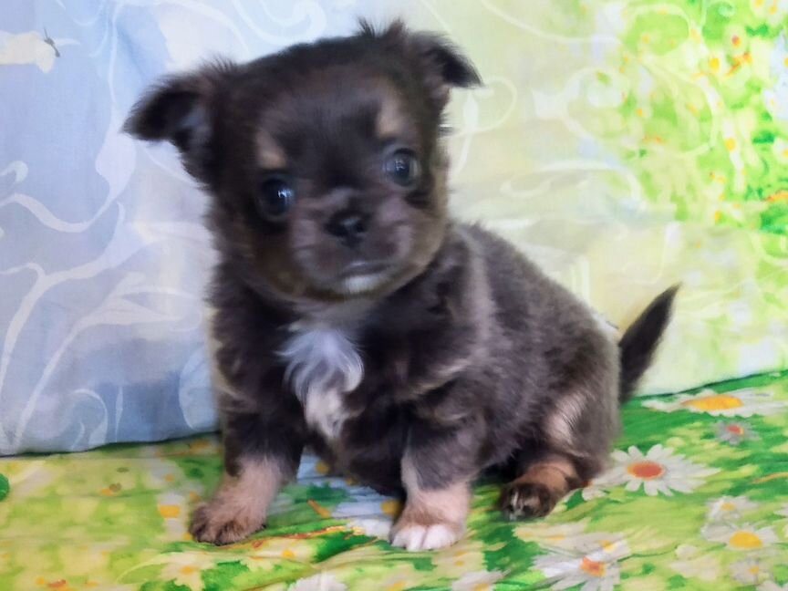 Голубое чудо