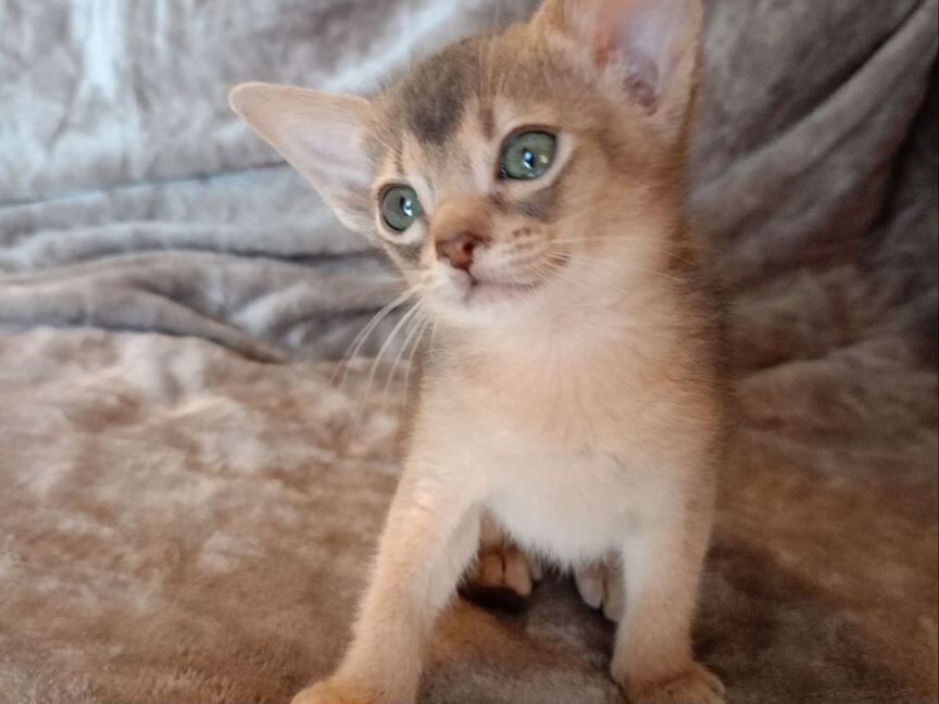 Абиссинская