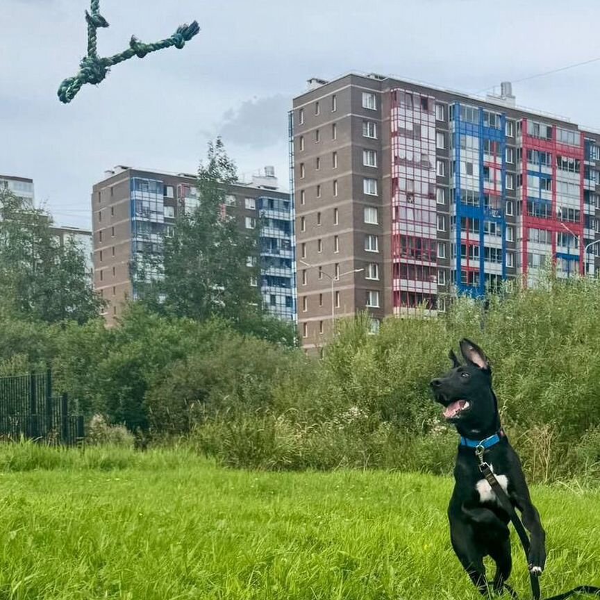 Собака щенок в добрые руки