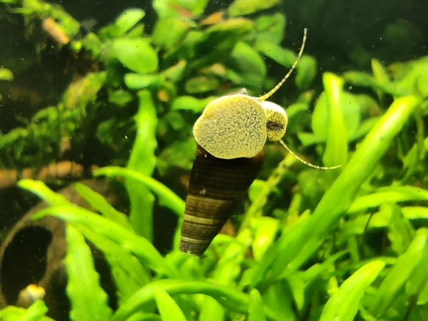 Тиломелания