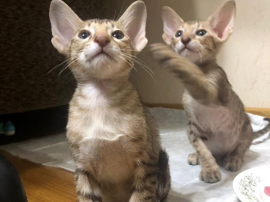 Ориентальные котята