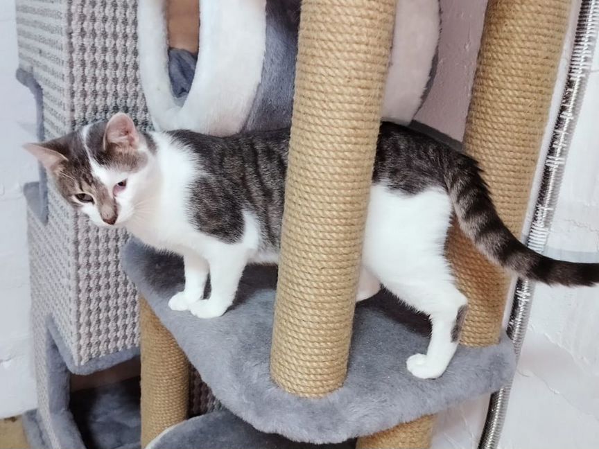 Котенок ищет дом