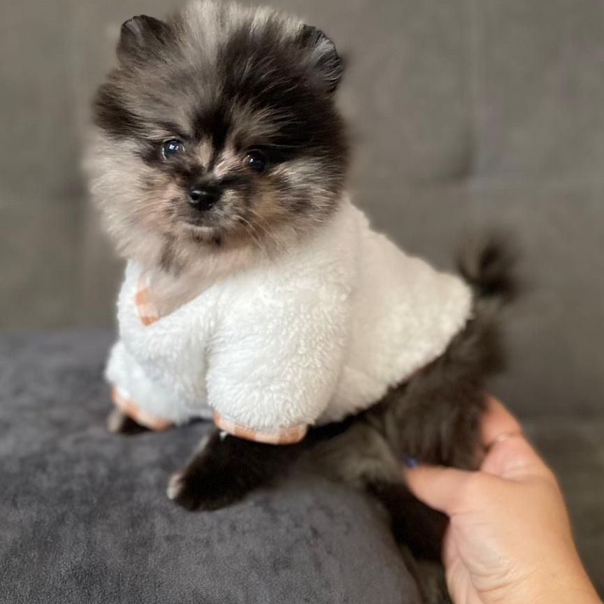 Померанский шпиц, щенок