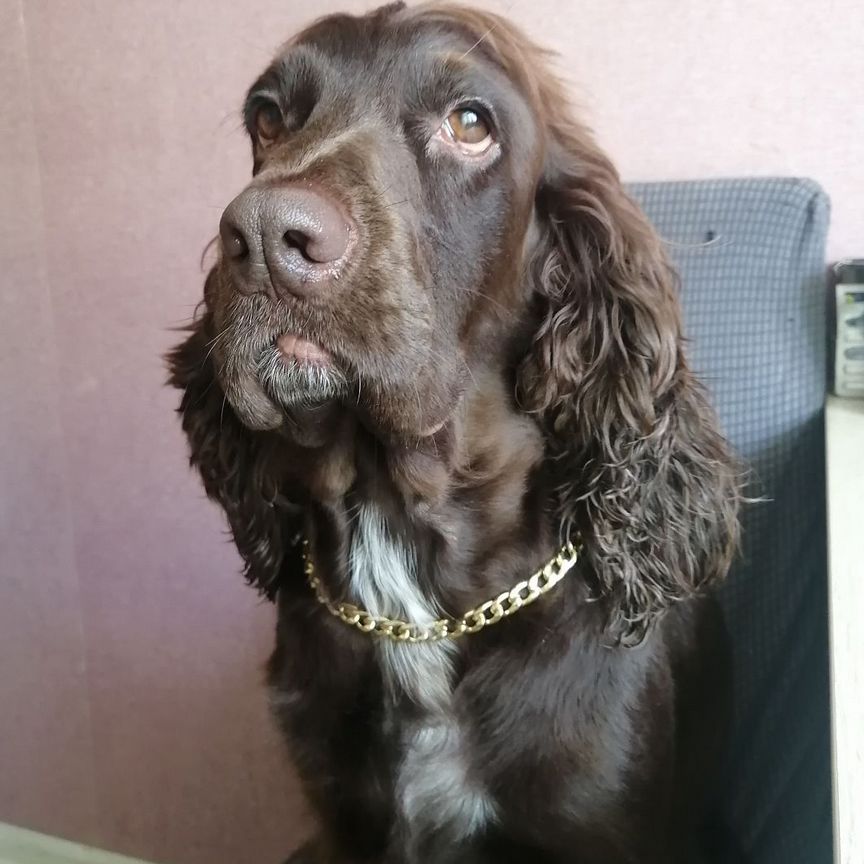 Русский охотничий спаниель, взрослая собака
