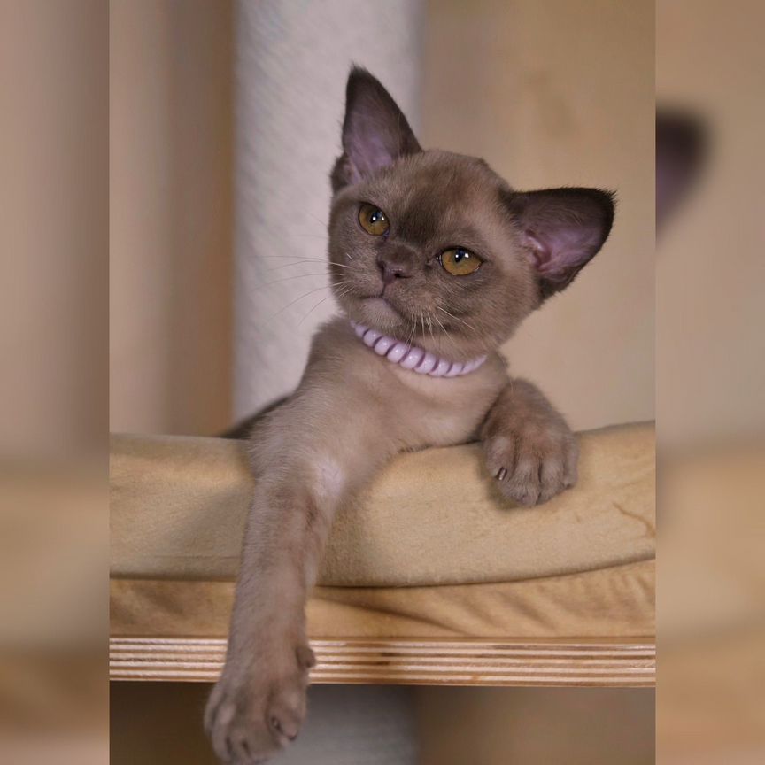 Бурманский котенок