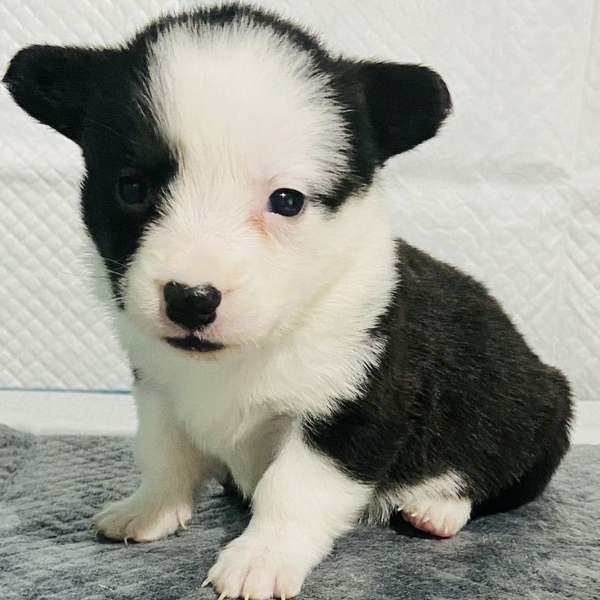 Вельш Корги Кардиган, щенок