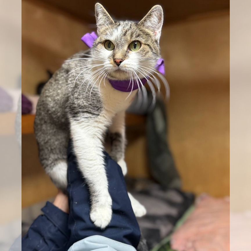 Взрослая, Девочка кошка в добрые руки