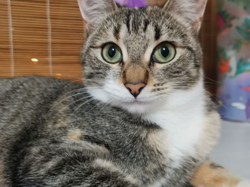 Кошка Ласка ищет дом