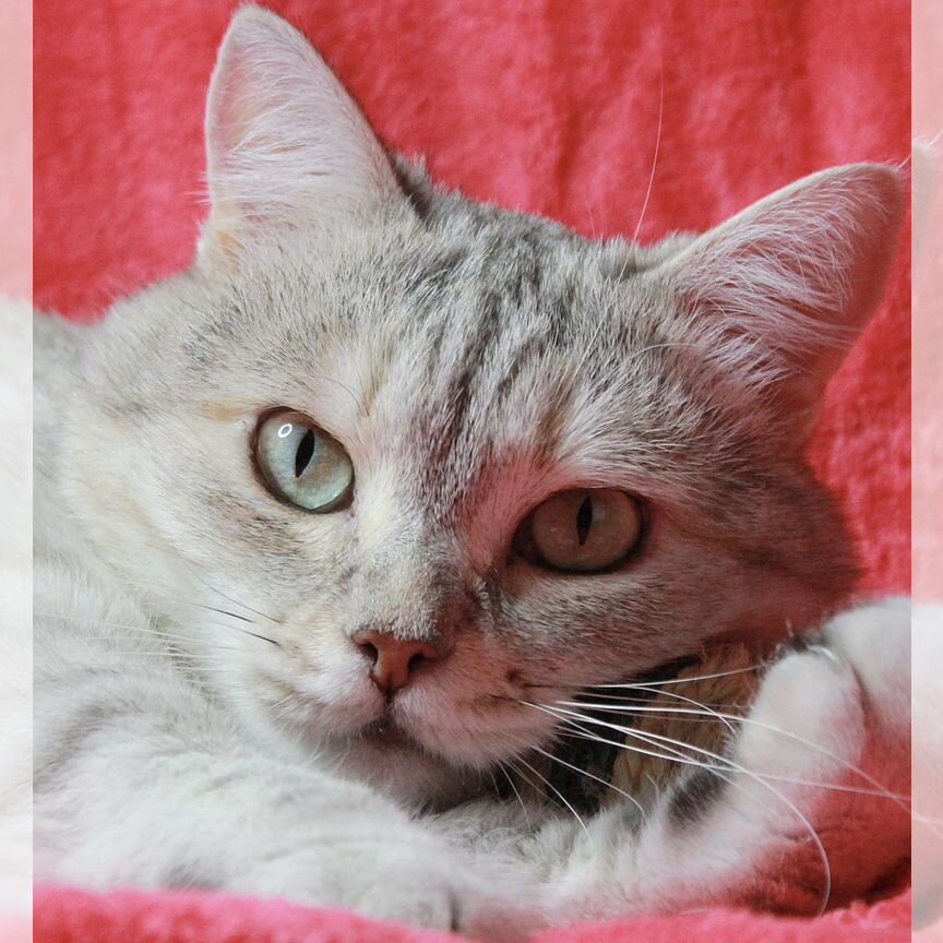 Кошка метис скоттиш-страйт бесплатно