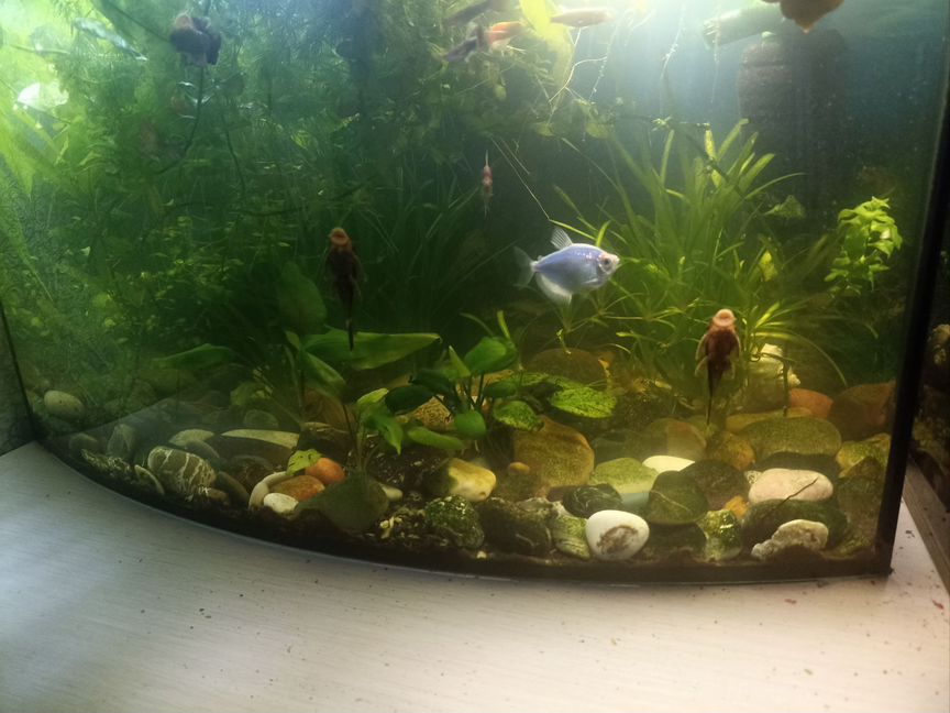 Улитки ампулярии