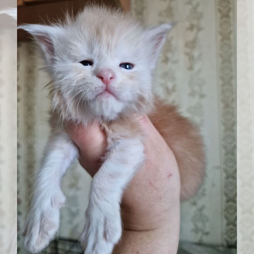 Мейн-кун котёнок