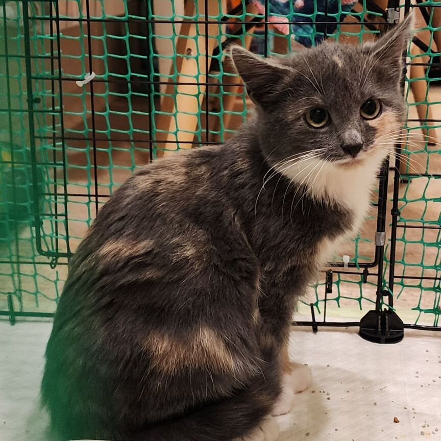 Котенок в добрые руки