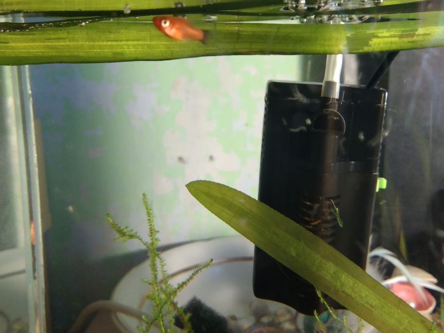 Аквариумные рыбки