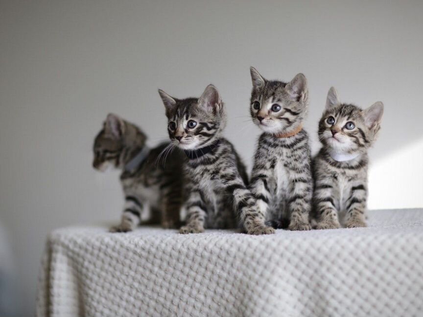 Котята бенгальские домашние