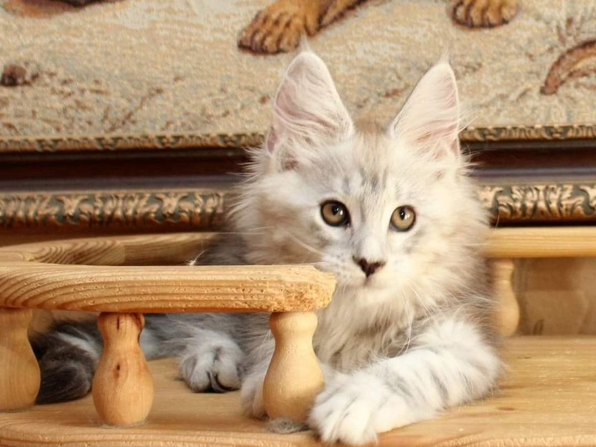 Очень светлый котик
