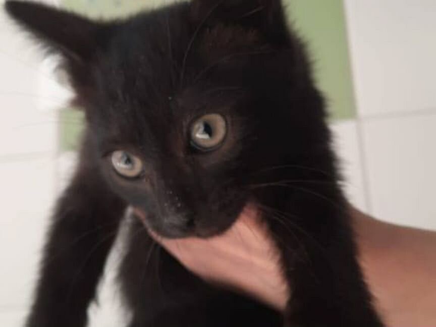Котенок черный в добрые руки