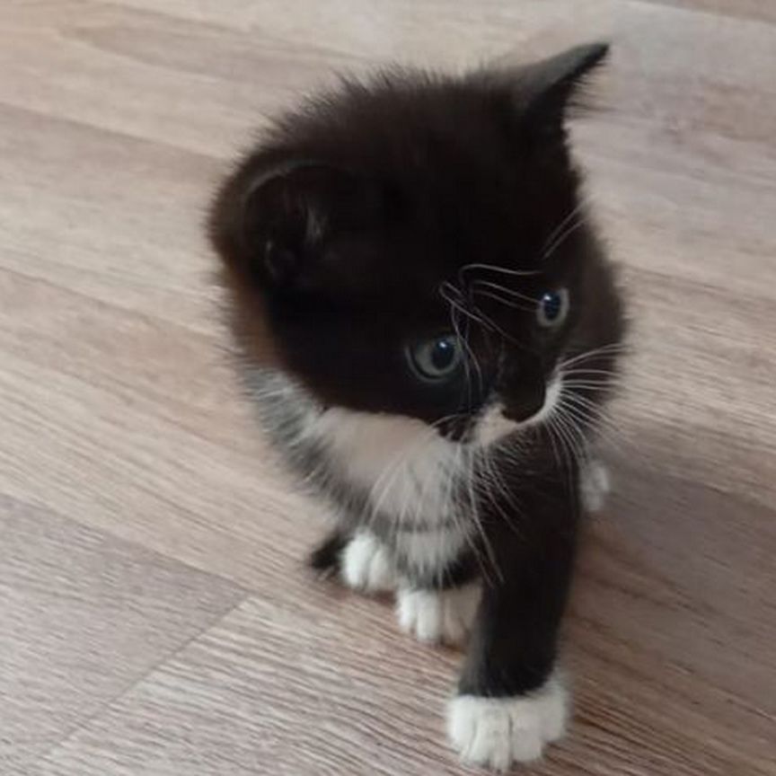 Котята