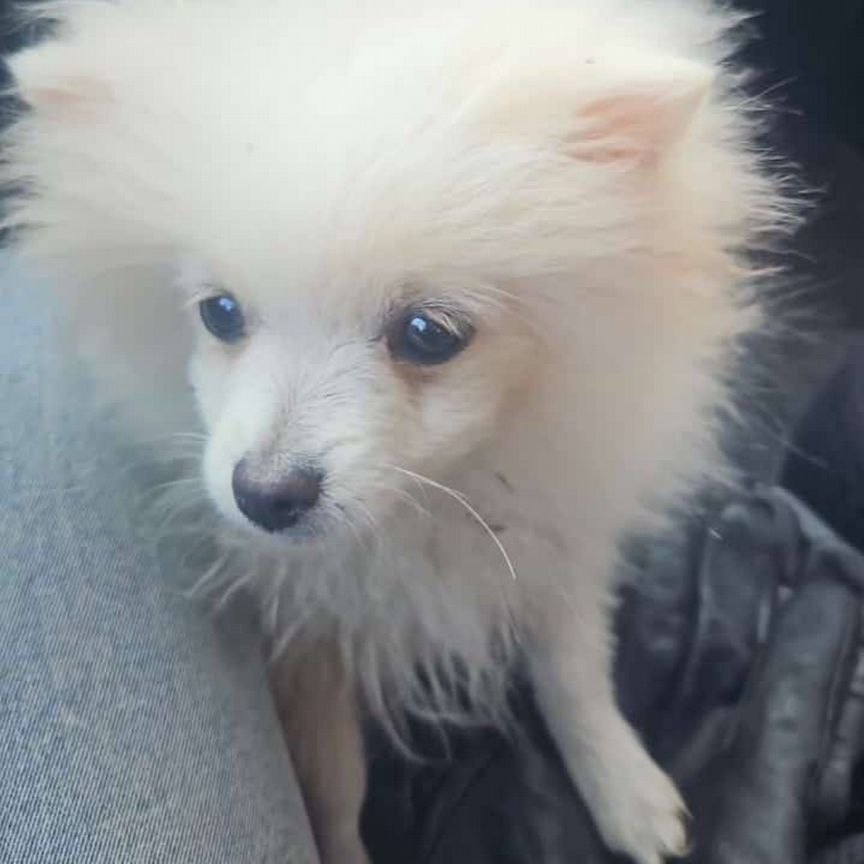 Шпиц найден