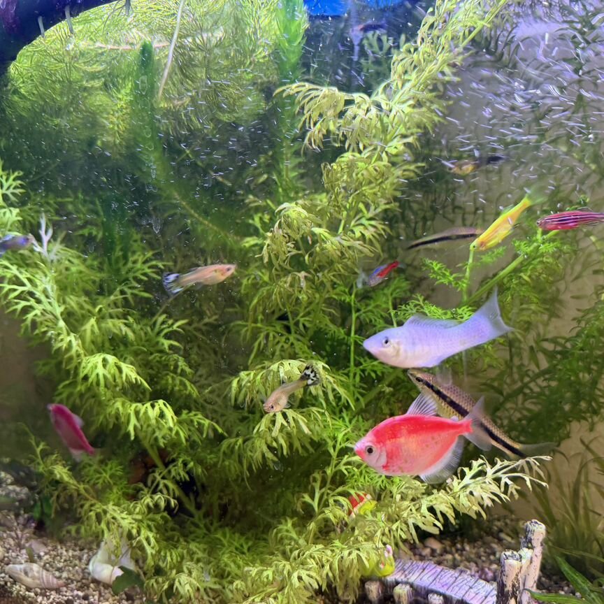 Аквариумные растения