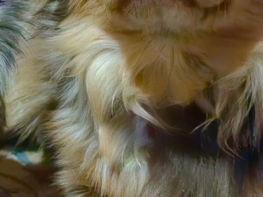 Чихуахуа мерле