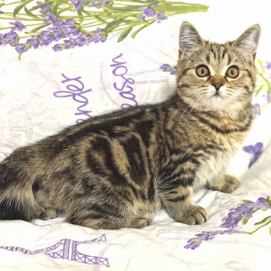 Шотландский прямоухий короткошёрстный котёнок