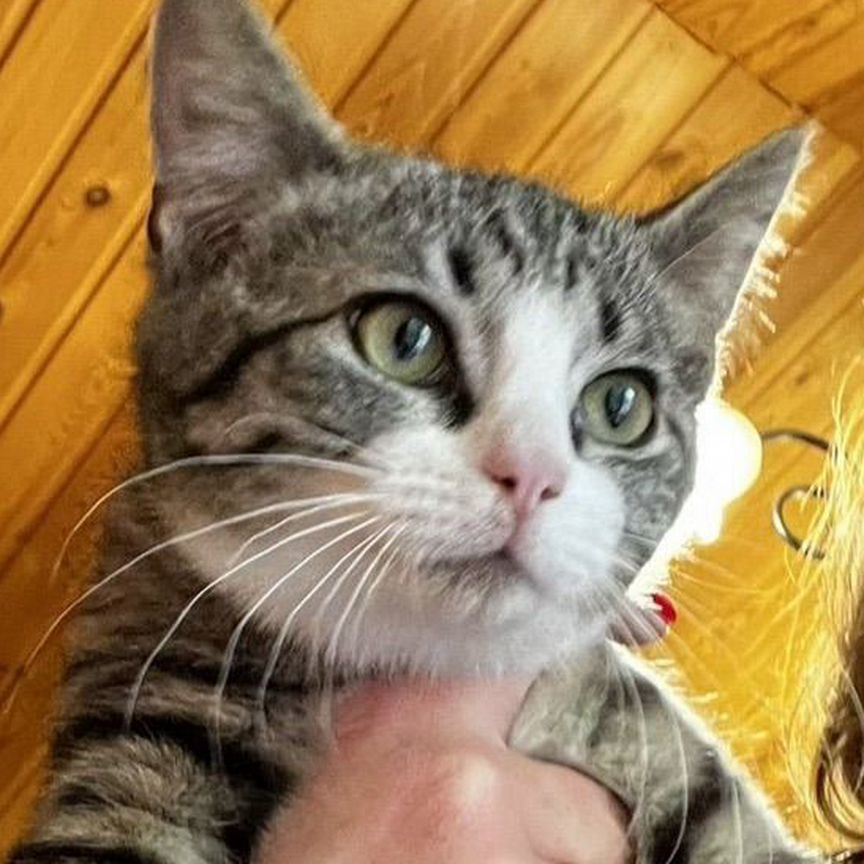 Европейский короткошёрстный котёнок